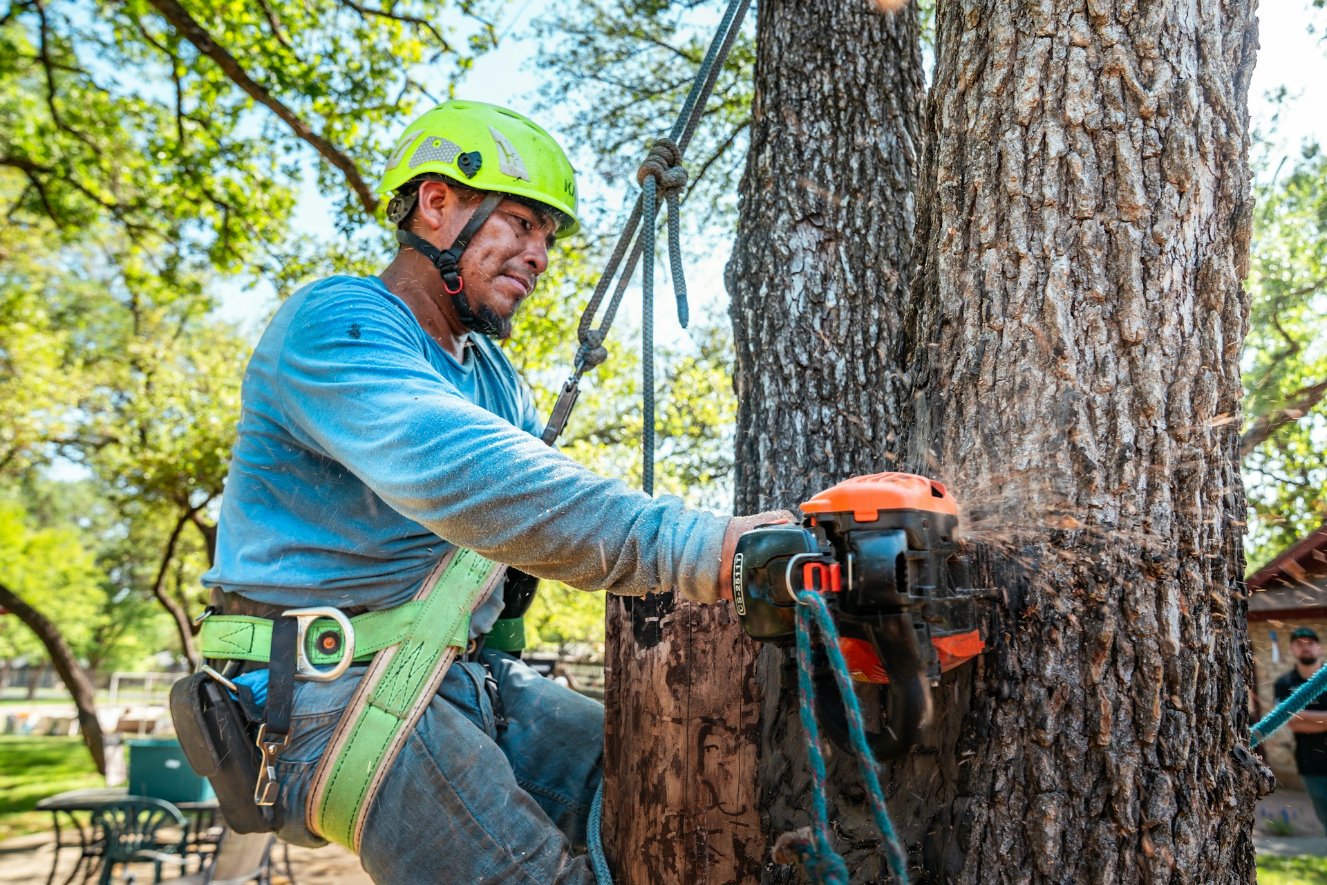 Choosing the Right Tree Service for Your Orlando Yard